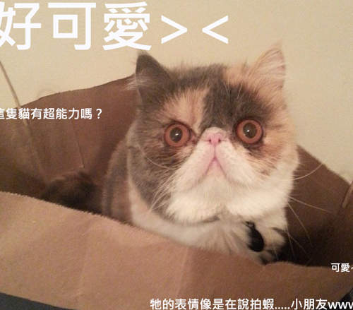 《超能力扁臉貓》Super Epic Cats拍攝的外掛貓影片超可愛 | 宅宅新聞